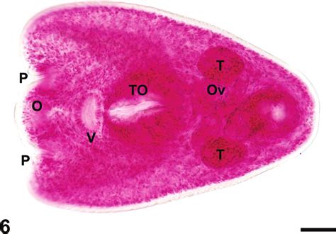 Trematode Metacercaria Recovered From The Raccoon Lung Note Oral