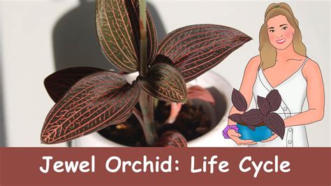 Jewel Orchids Life Cycle Youtube
