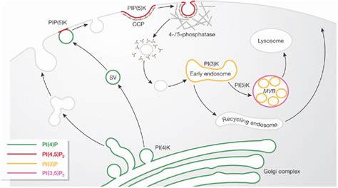 Phosphoinositides And Their Metabolizing Enzymes In Exo Endocytic