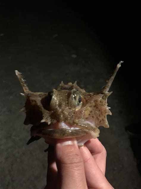 同定お願いします WEB魚図鑑