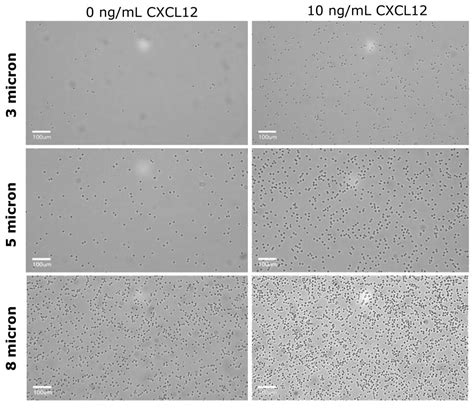 T Cell Migration Assays Using Millicell® Cell Culture Inserts
