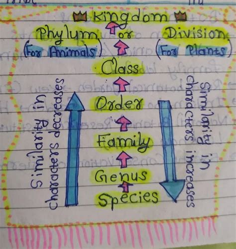 Make A Flow Chart Showing Taxonomic Hiearchy