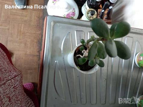 Комплект в Стайни растения в гр София Id37783517 — Bazar Bg