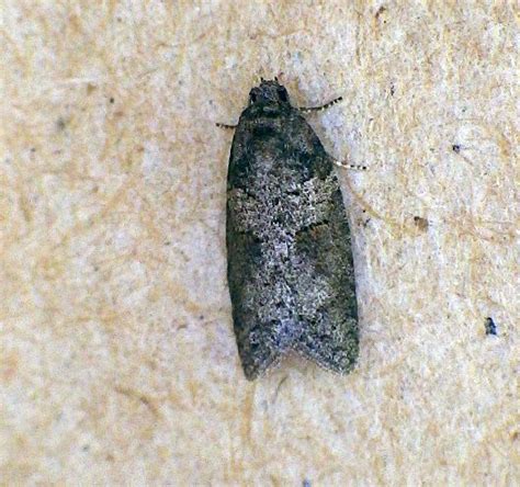I Think Its 3574 Decodes Fragariana Decodes Bugguidenet