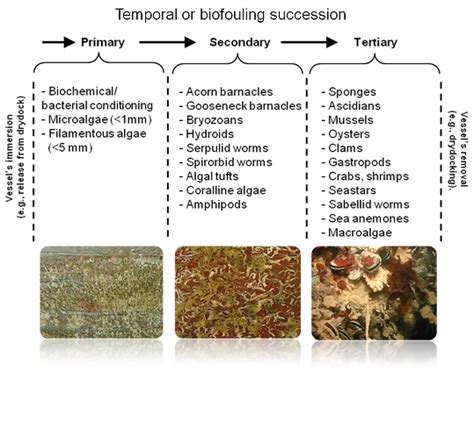 Biofouling Solutions Levels Of Biofouling