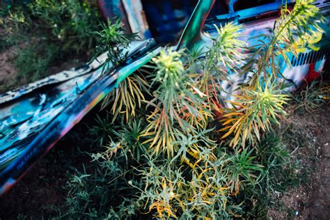 Slug Bug Ranch The Dainty Squid