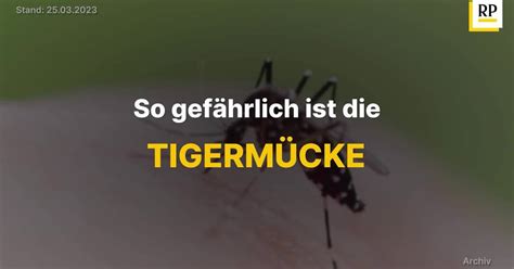 Asiatische Tigermücke in Deutschland So gefährlich ist das Insekt