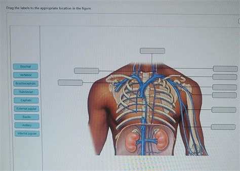Solved Drag The Labels To The Appropriate Location In The