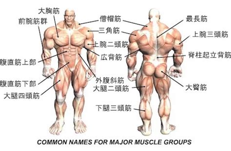 パンチ力と背筋力の関係性＆背中の筋肉を鍛える効果的な筋トレ法を解説するよ｜ソウのブログ