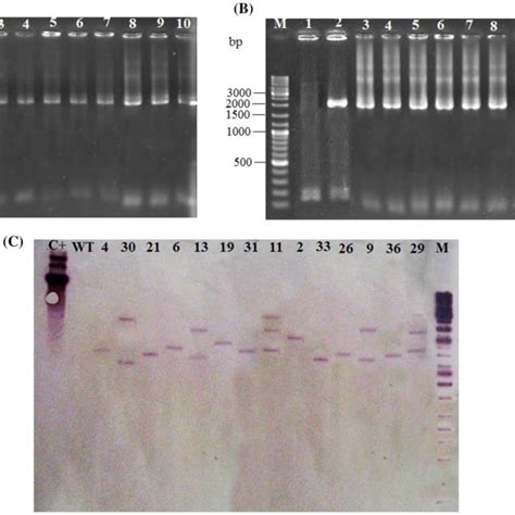 Molecular Analysis Of Transformed Plants A And B Pcr Amplification Of