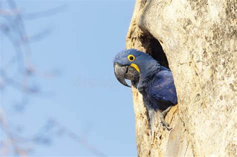Hyacinth Macaw Nesting In A Tree Hole Stock Image Image Of Behavior Amazon 192361339