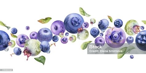 블루 베리 블랙 베리 물방울과 녹색 잎과 함께 비행 잘 익은 숲 베리의 그룹 수채화로 그린 손 완벽 한 배너 화환 그림 레스토랑 카페 메뉴 결혼식 농민 시장 건강한 생활