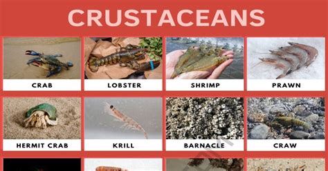 Crustaceans Examples With Names