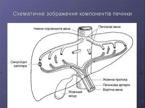 Печінка та підшлункова залоза презентація з медицини
