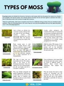 Types Of Moss With Interesting Facts And Pictures ESL