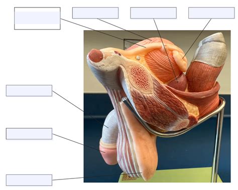 Male Genitalia Model Diagram Quizlet