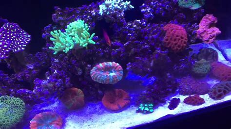 Brown Diatom Algae Saltwater