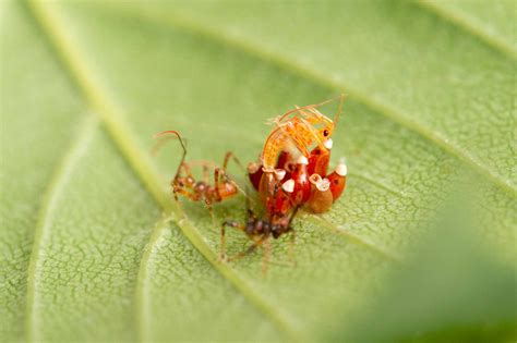 アカサシガメの特徴や捕食の様子も紹介 虫の写真と生態なら昆虫写真図鑑ムシミル