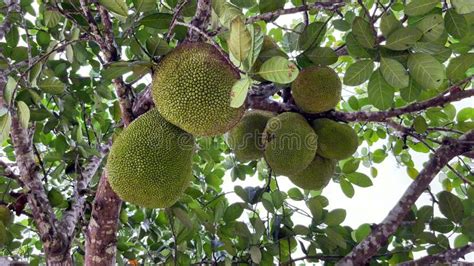 Jackfruit Tree With Fruits Jackfruit Fruits In Asia The Largest Fruit In The World Stock Video