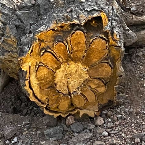 Communication Structures In A Growing Organization Bitly