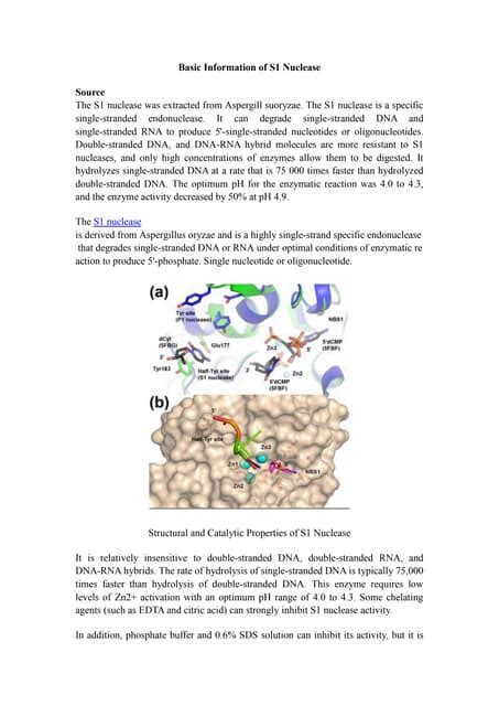 Basic Information Of S1 Nuclease Pdf