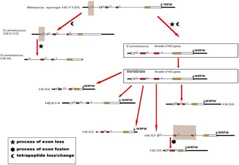 Filled Boxes Of The Gene Exon Intron Structure Red Represent Bhlh