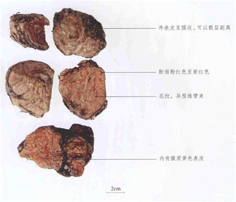 红景天 中药学 医学