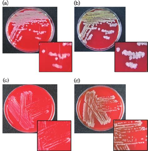 Colony Morphology Of B Licheniformis Isolates Np Isolate From Pl