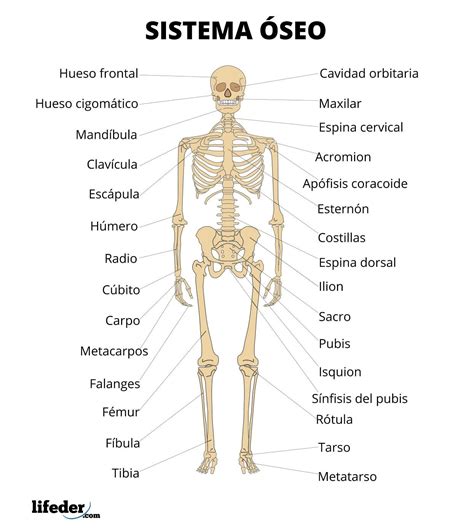 El Sistema óseo Conocido También Como Esqueleto Humano Es El Sistema