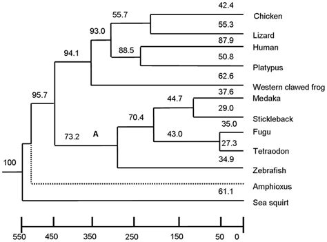 Percentages Of Lsps Of Retrocopies In Different Species The Percentage