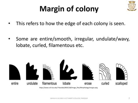 Colony Morphology And Characteristics Of Culture PPTX