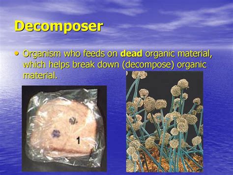 Ecology Ppt Download