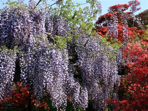 藤の花と躑躅 写真素材無料壁紙