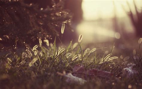 Nature Grass Depth Of Field Bokeh Sunlight Macro Wallpapers Hd