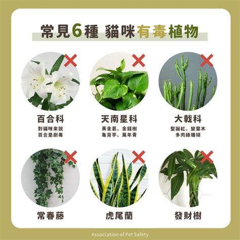寵物綜合安全 植物會毒死貓貓咪安全植物 中華民國寵物安全促進協會