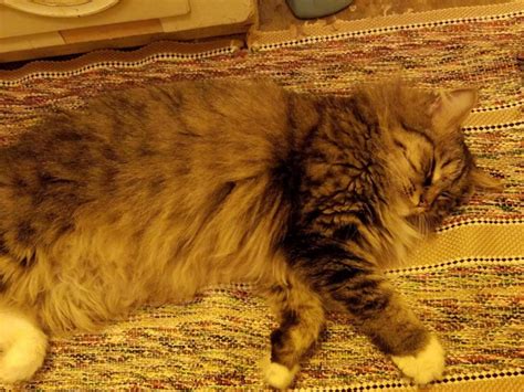 Her Majesty Cute Cats Hq Pictures Of Cute Cats And Kittens Free