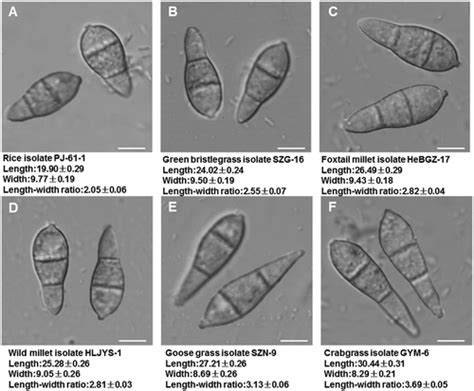 Analysis Of Pyricularia Oryzae And P Grisea From Different Hosts Based