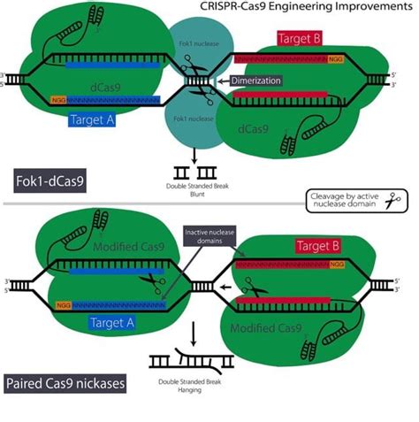 CRISPR Gene Editing Tweaking The Genome Evincism