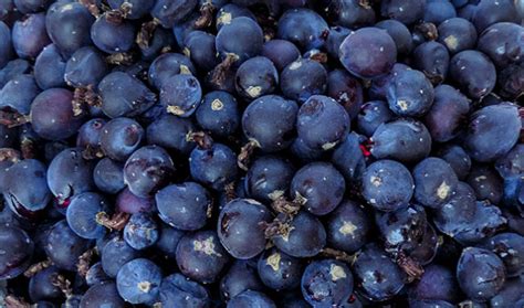 El Garambullo Una Fruta Mexicana Nutritiva Y Saludable Brunoticias