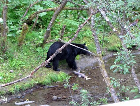 Go To See Alaska Part 2 Juneau And Red Salmon