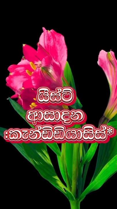 ඔබ දන්නවාද🤔🤔 Shorts Education Sexualhealth Sexeducation