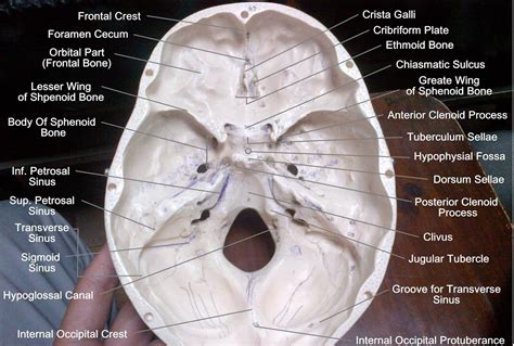anatomy made easy base of the skull