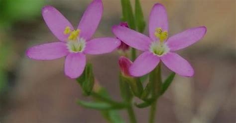 Beautiful Little Flowers Album On Imgur