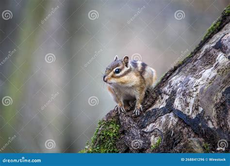 Closeup Of An Adorable Siberian Chipmunk Standing On The Tree Branch