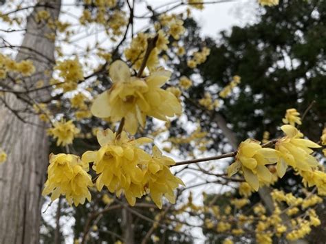 早春のお知らせ ブログ 休暇村近江八幡公式