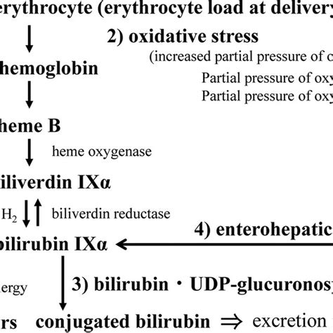 Neonatal Bilirubin Metabolism The Perinatal Metabolism Of Bilirubin Is