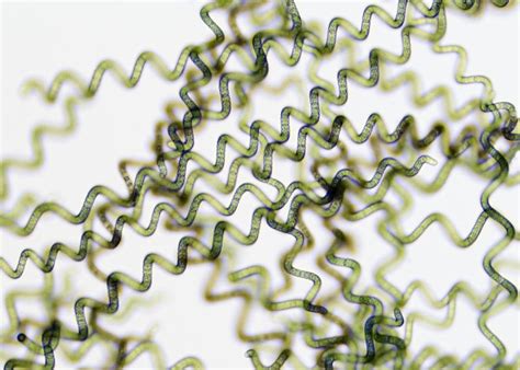 Spirulina Algae Microscope