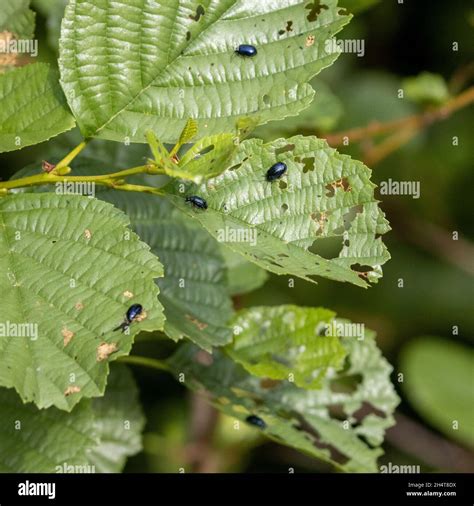 Alder Leaf Beetle Agelastica Alni Alder Tree Infestation With