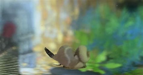 Shell Less Assassin Snail Album On Imgur