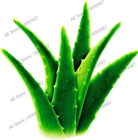 Semillas Comestibles Frescas De La Planta Del Aloe Vera 100pcs Para